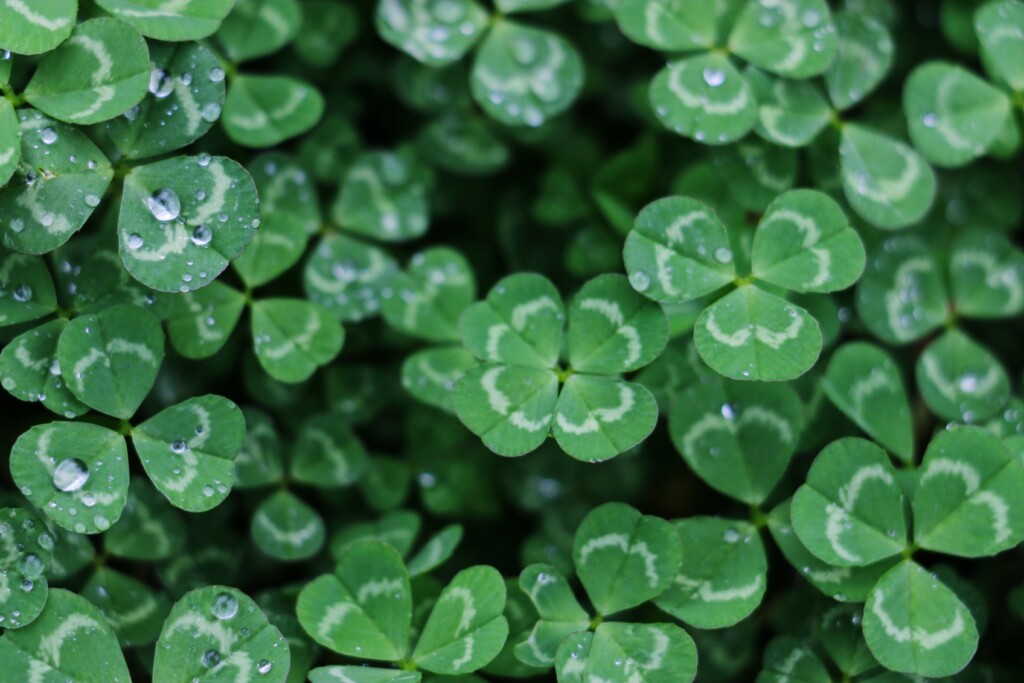 How to Celebrate St.Patrick's Day in Paris - Fat Tire Tours